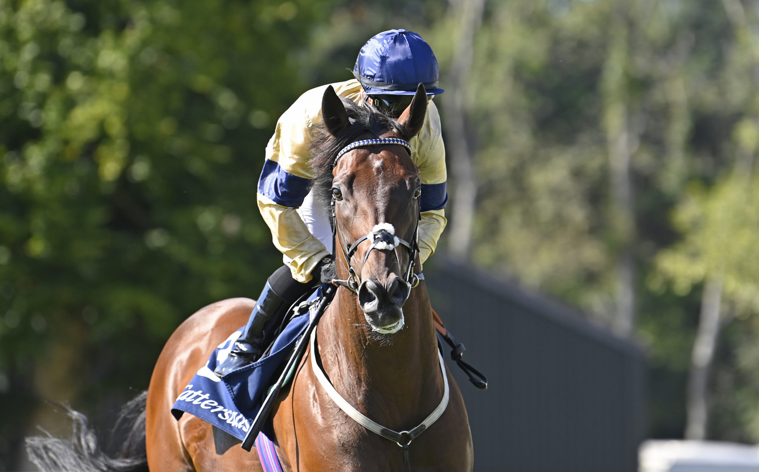 Syndicate Stars Out For Champions Day Glory - In The Paddock