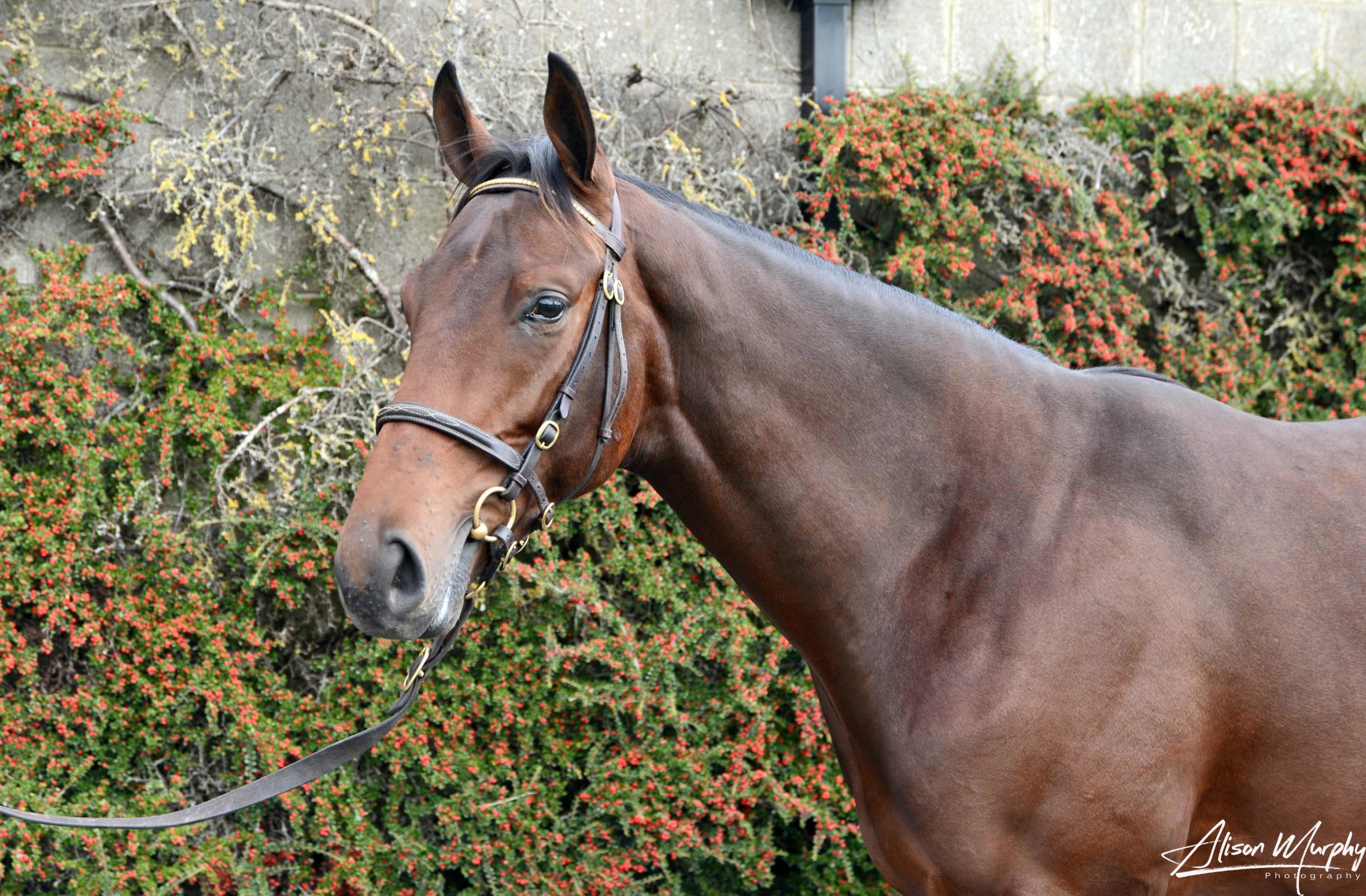 Win A Share in a Racehorse This Christmas - In The Paddock