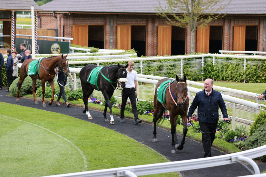 Racecourse Ownership Days - In The Paddock