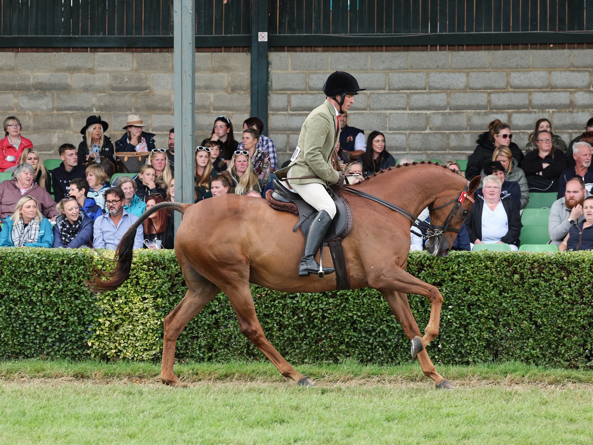 Star chaser becomes showing sensation - In The Paddock