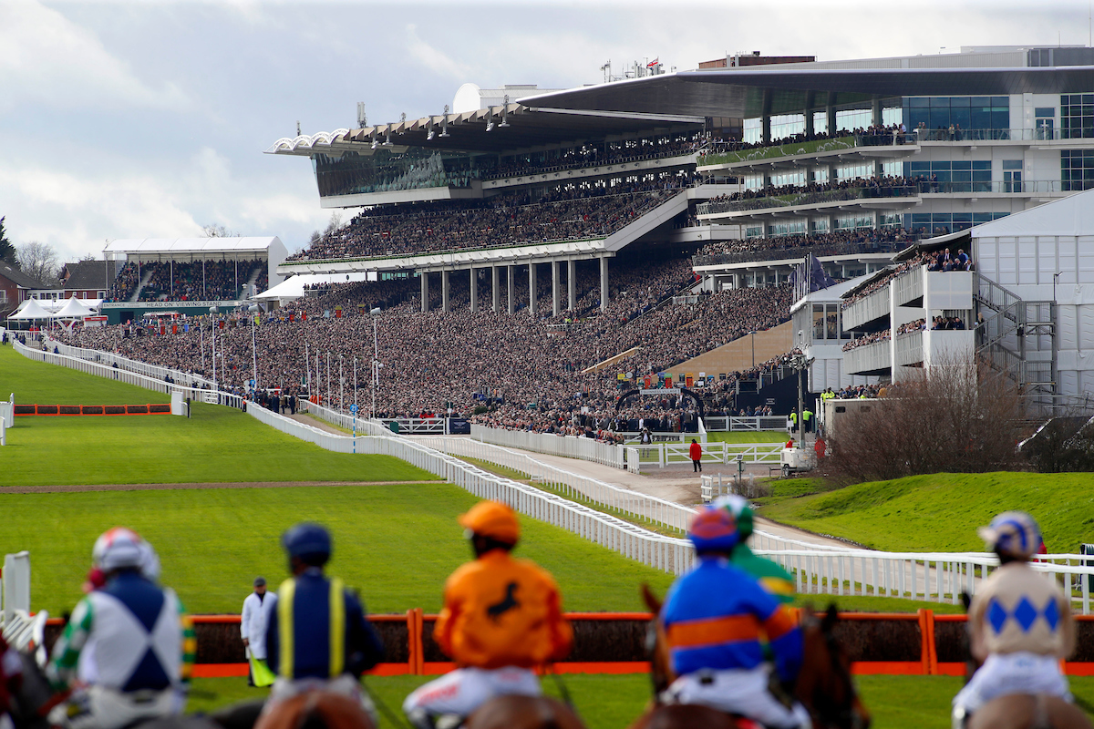 Cheltenham Ownership Day - In The Paddock