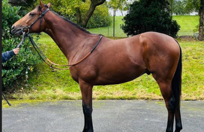 Lilly Hall Syndicates - In The Paddock